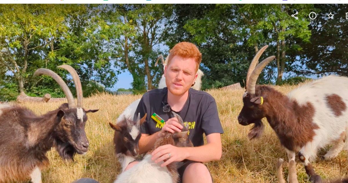 Knockhatch's Rare Breed Conservation Journey - Knockhatch Adventure Park