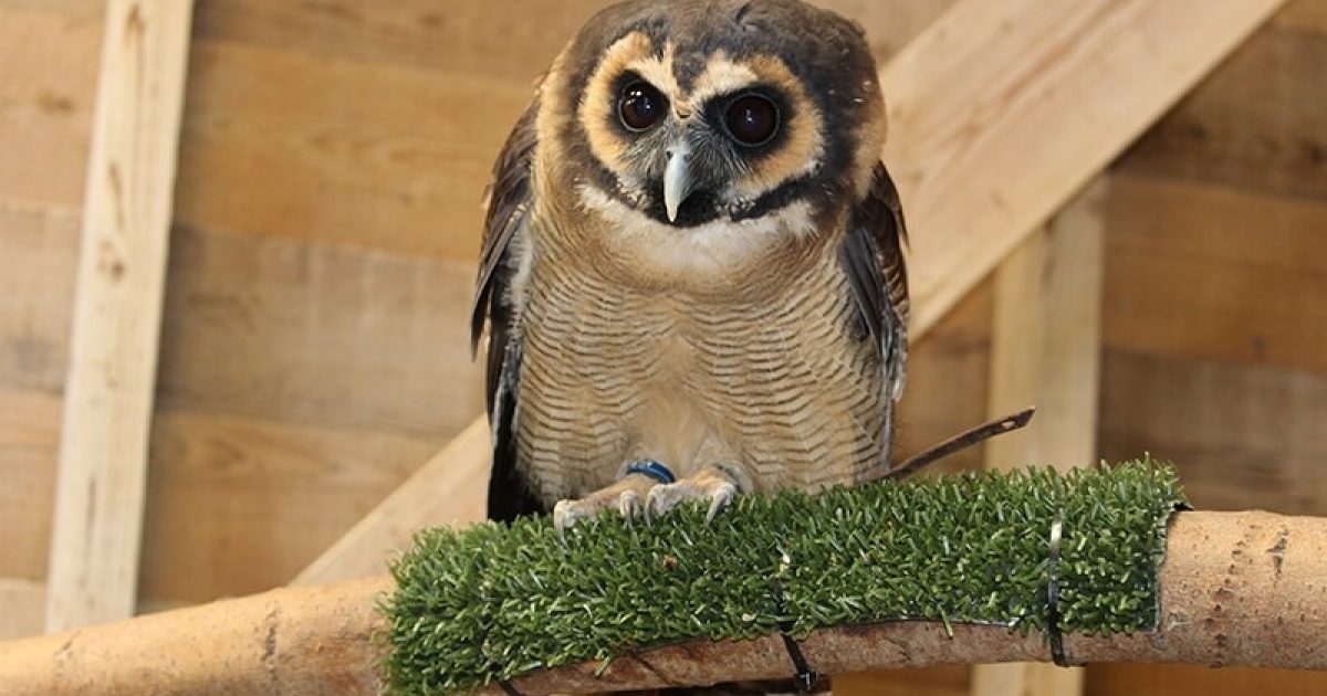 Best Owls in Eastbourne | Best Owls in East Sussex | Knockhatch ...