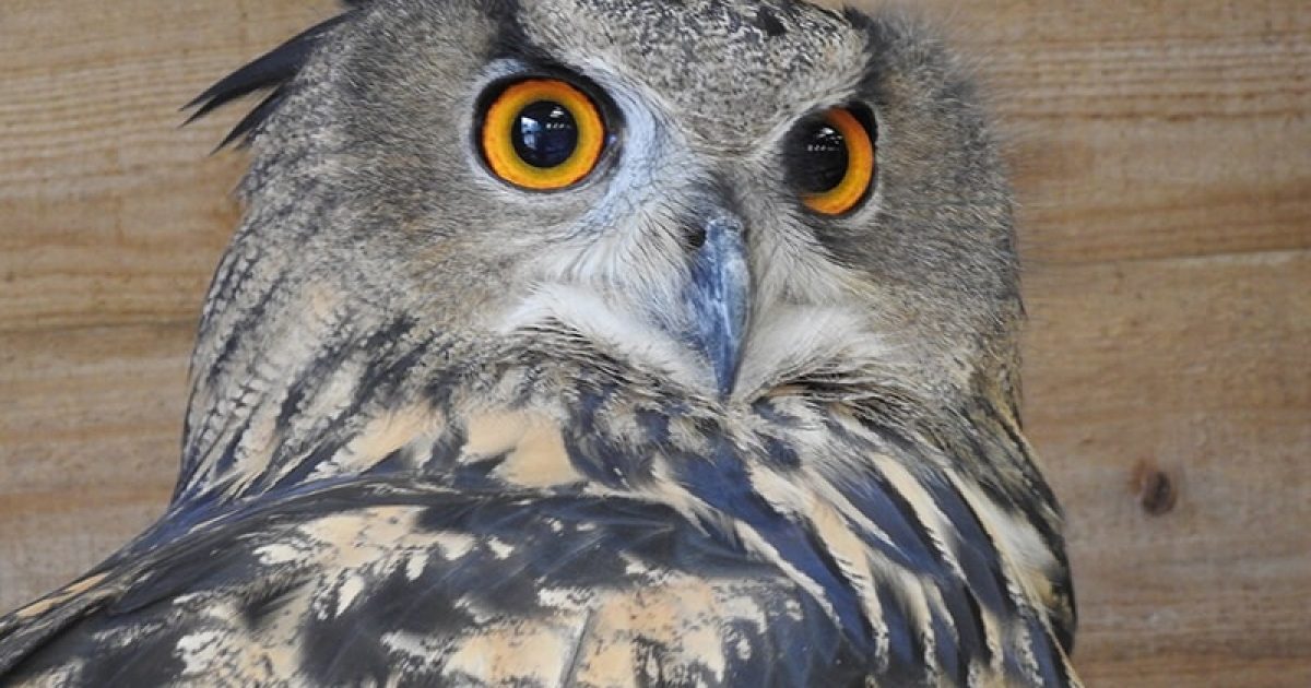 Best European Eagle Owl in South East | European Eagle Owl in East ...