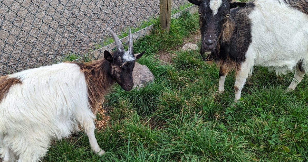Knockhatch's Rare Breed Conservation Journey - Knockhatch Adventure Park