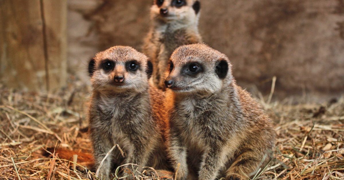 Best Meerkat Experience in South East | Best Meerkat Experience in East ...