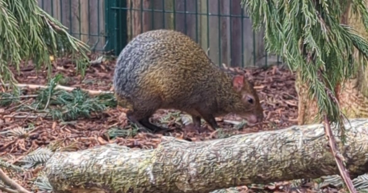 Azara’s Agouti (Dasyprocta Azarae) - Knockhatch Adventure Park