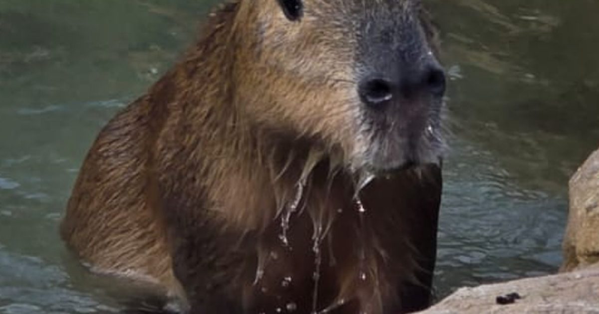 Capybara (Hydrochoerus hydrochaeris) - Knockhatch Adventure Park