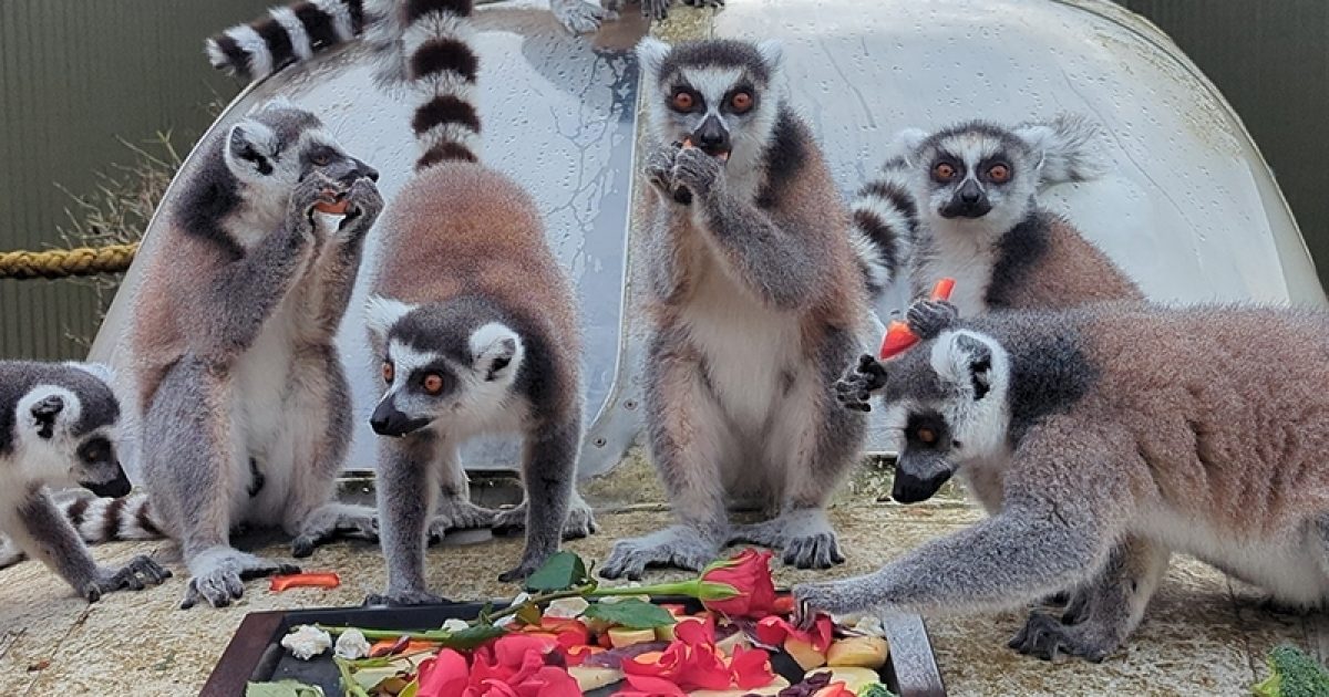 Zoo Feeds - Knockhatch Adventure Park