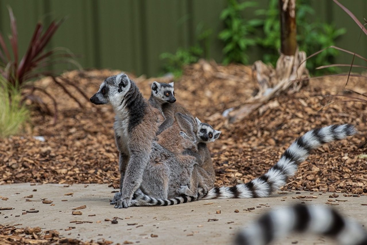 New Home for Endangered Lemurs - Knockhatch Adventure Park