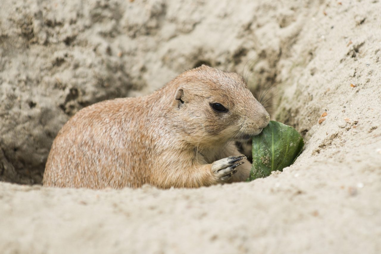 Best family day out in South East | things to do with the kids in East ...