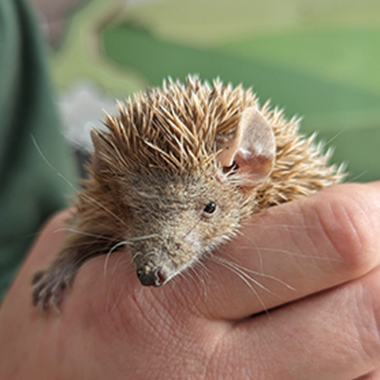 Best Animal Encounters in South East | Best Animal Encounters in East ...