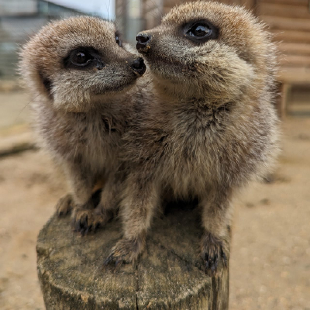 Animals | Knockhatch Adventure Park - Knockhatch Adventure Park