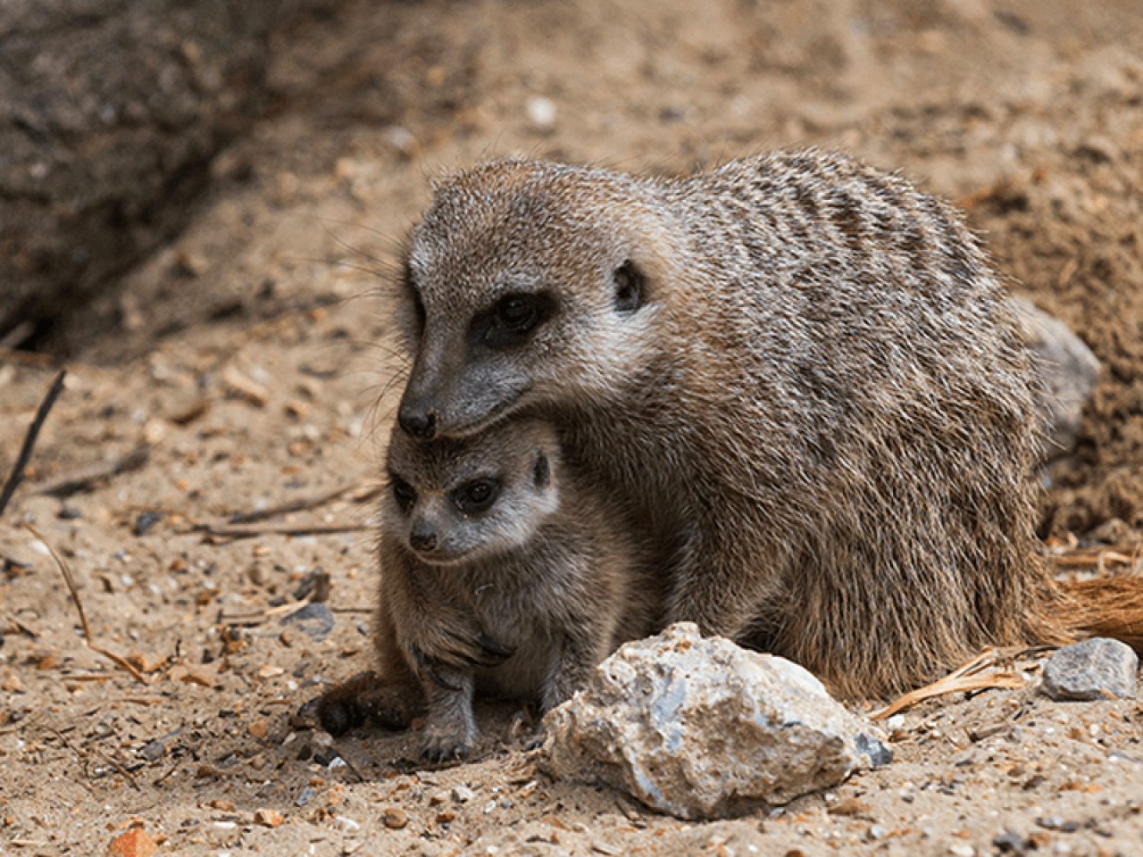 Animals | Knockhatch Adventure Park - Knockhatch Adventure Park