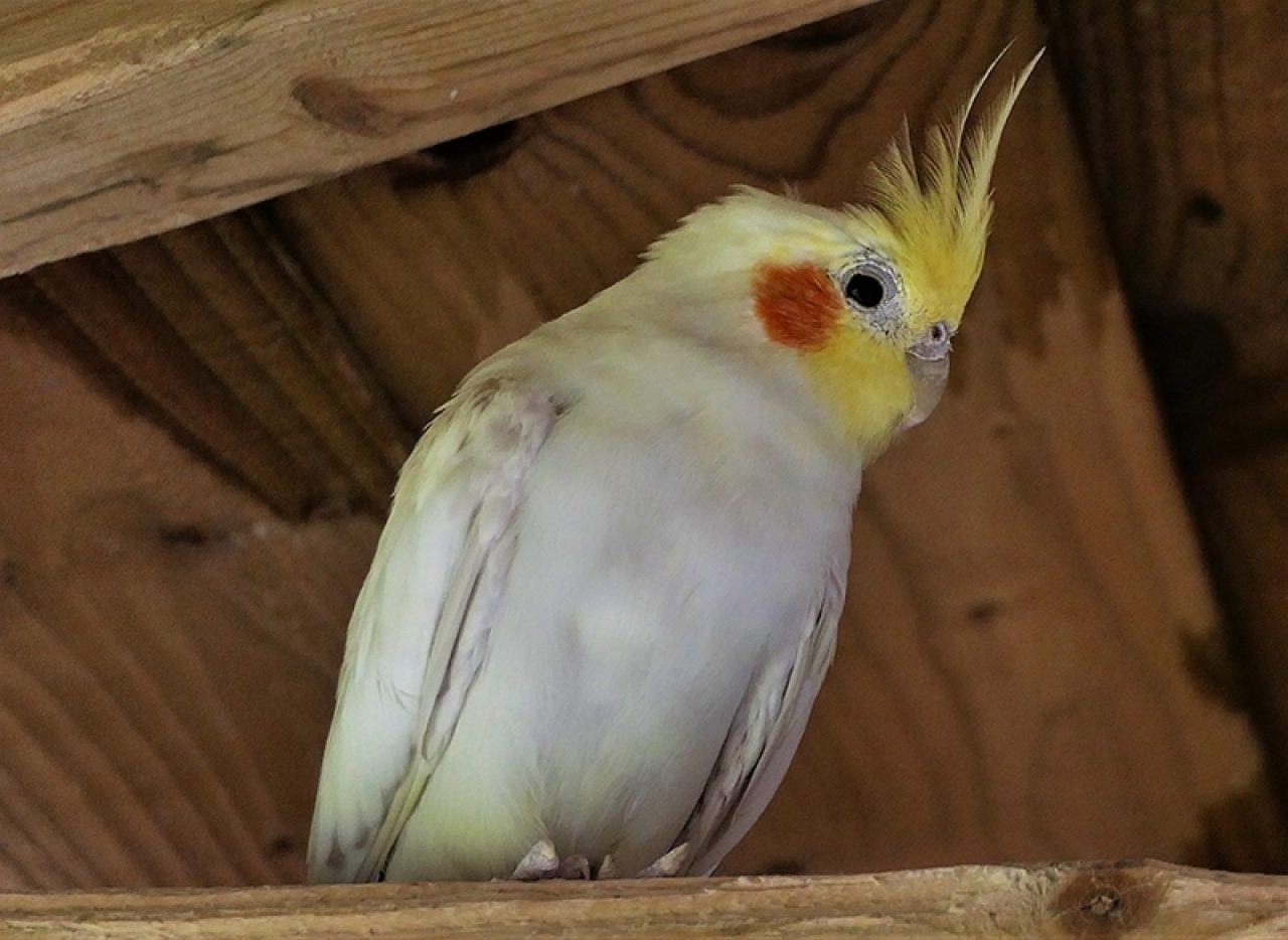 Best Cockatiels in South East | Best Cockatiels in East Sussex ...