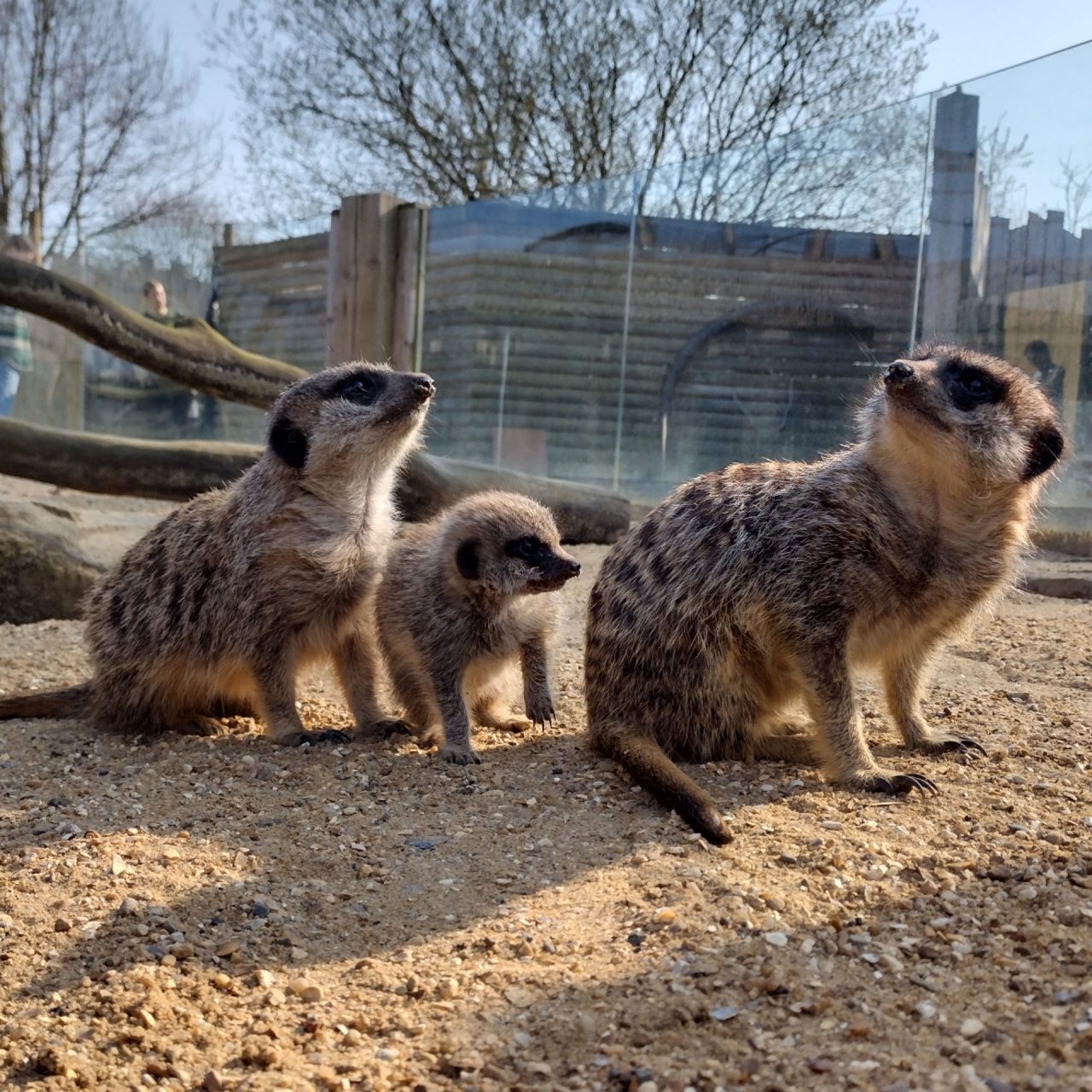 Meerkat Experience in South East | Meerkat Experience in East Sussex ...