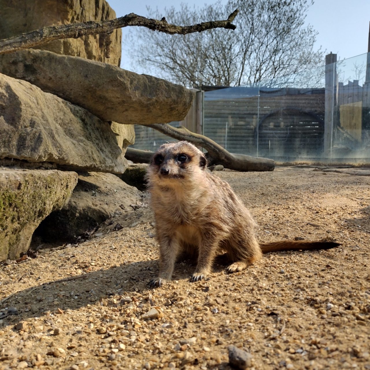 Meerkat Experience in South East | Meerkat Experience in East Sussex ...
