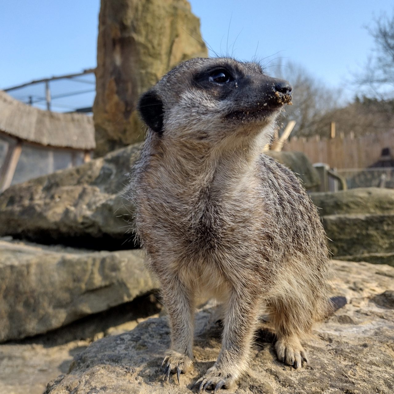 Meerkat Experience in South East | Meerkat Experience in East Sussex ...