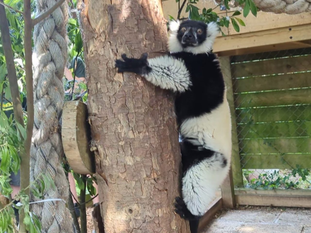 Black & White Ruffed Lemurs (Varecia Variegata) - Knockhatch Adventure Park