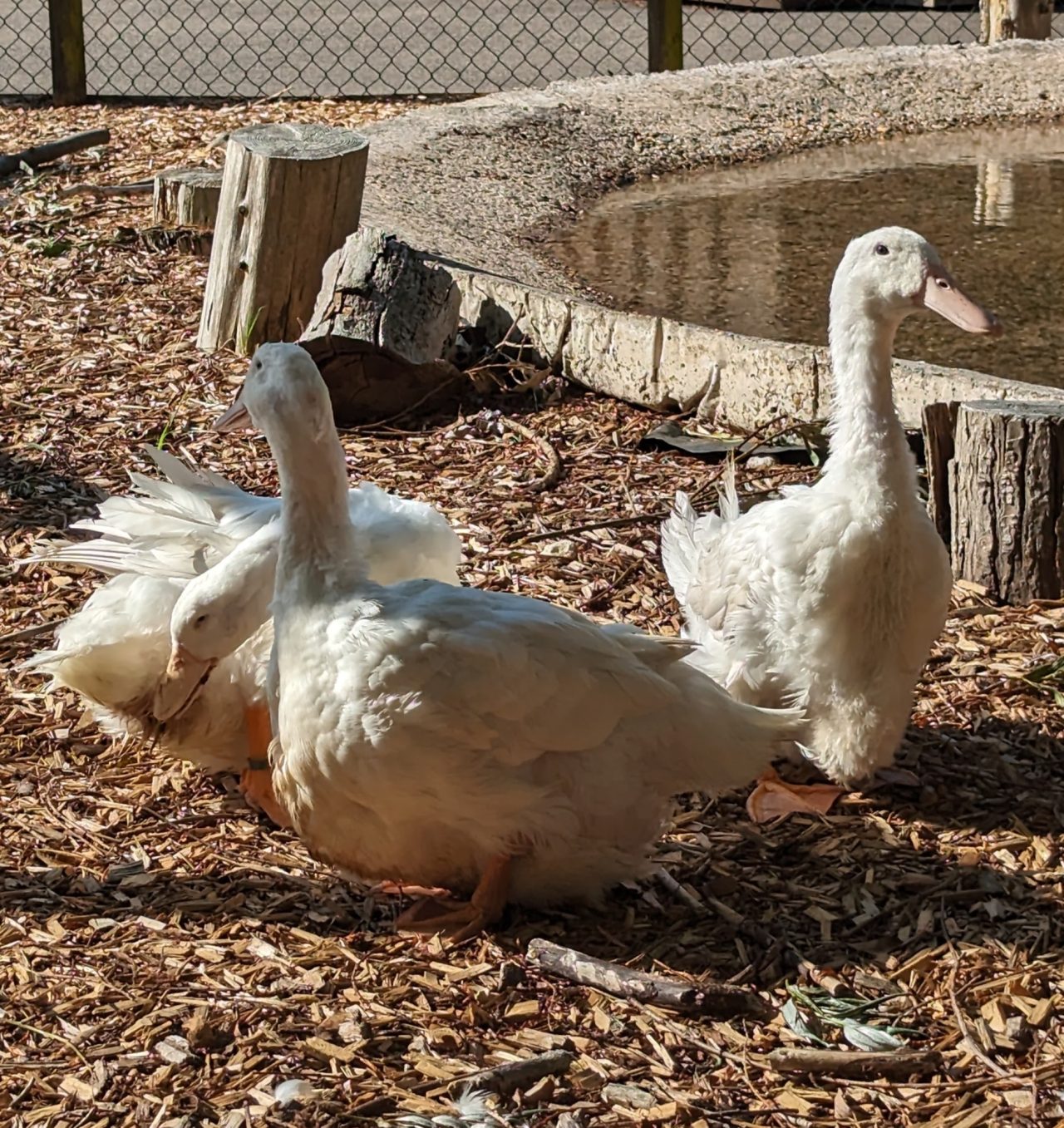 Knockhatch's Rare Breed Conservation Journey - Knockhatch Adventure Park