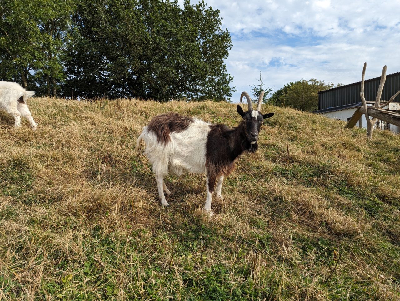 Knockhatch's Rare Breed Conservation Journey - Knockhatch Adventure Park
