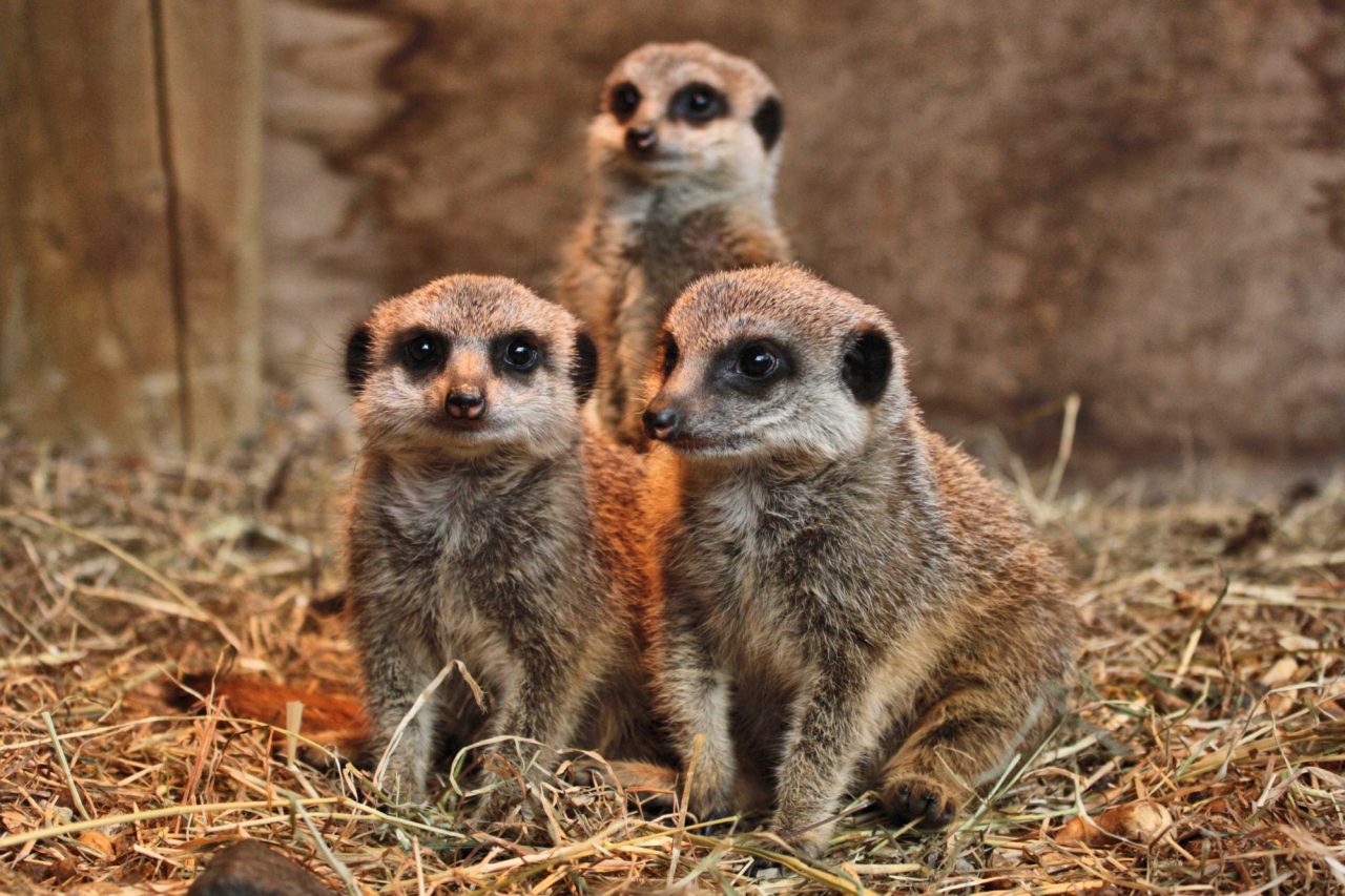 Animals | Knockhatch Adventure Park - Knockhatch Adventure Park