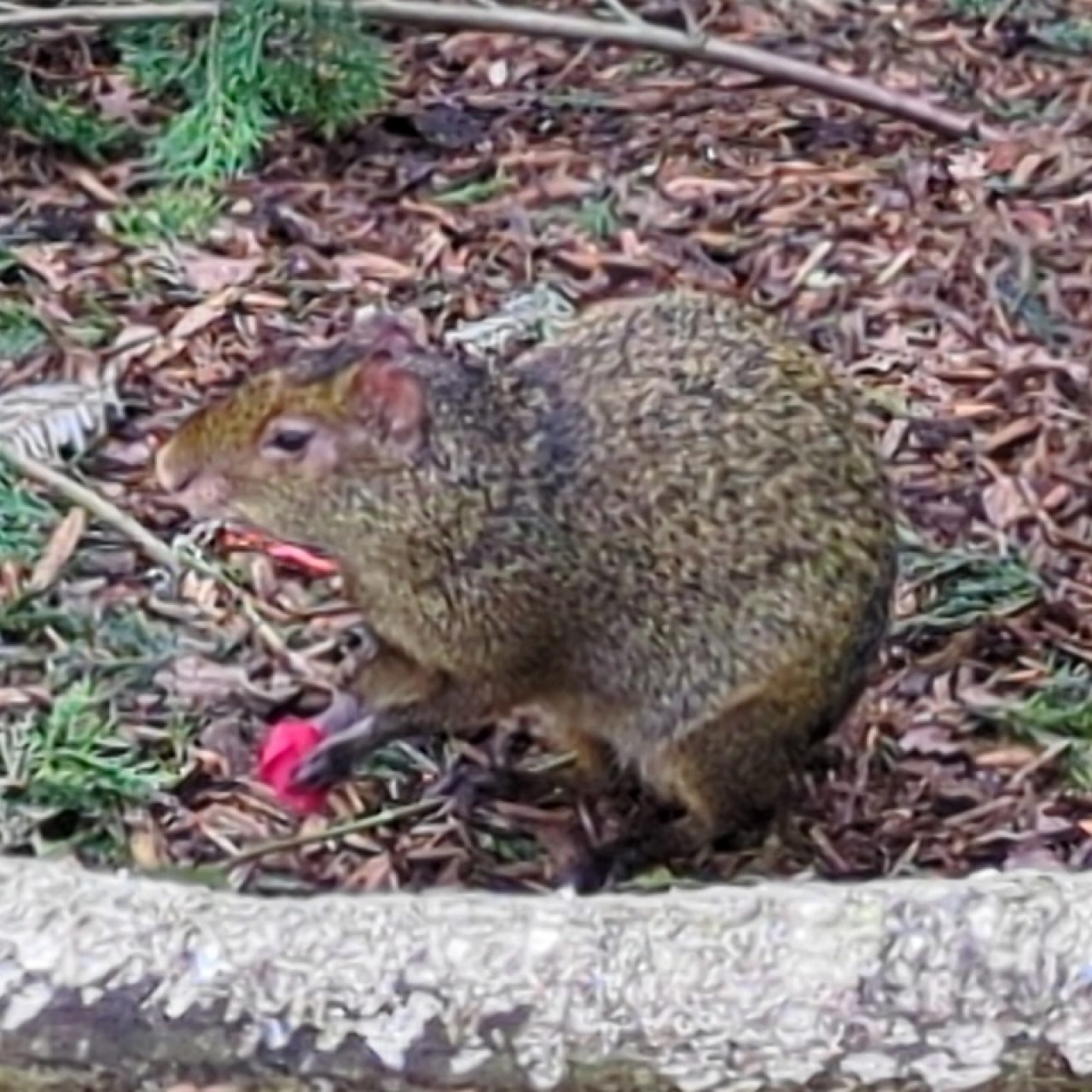 Zoo Feeds - Knockhatch Adventure Park