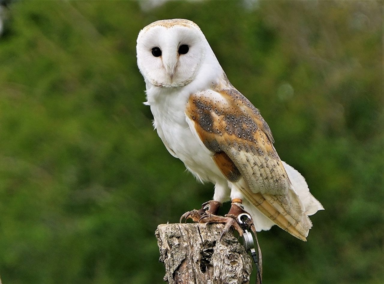 Outdoor Owl Display - Knockhatch Adventure Park
