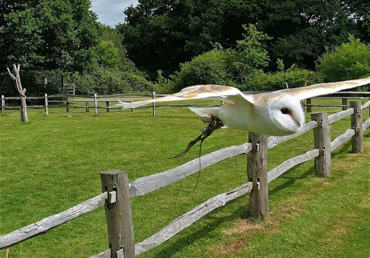 Best outdoor owl flying displays in South East | Best outdoor owl ...