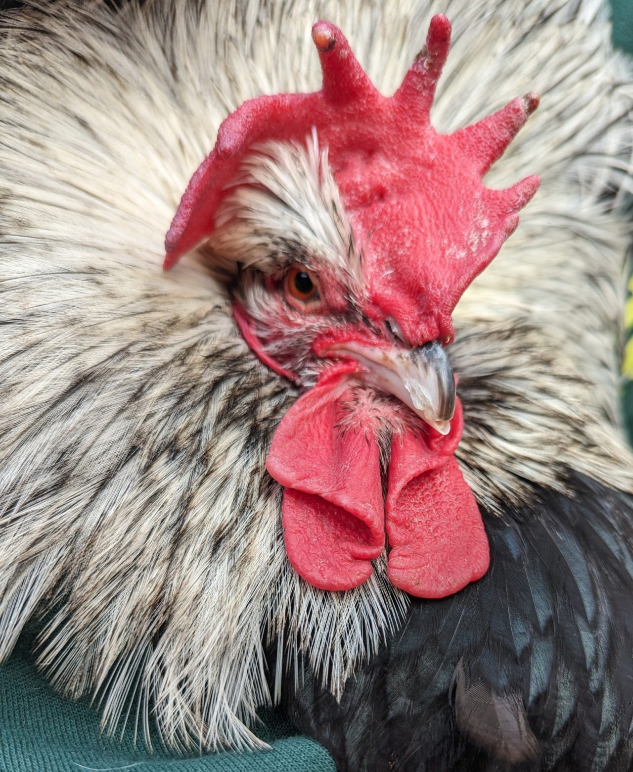 Knockhatch's Rare Breed Conservation Journey - Knockhatch Adventure Park