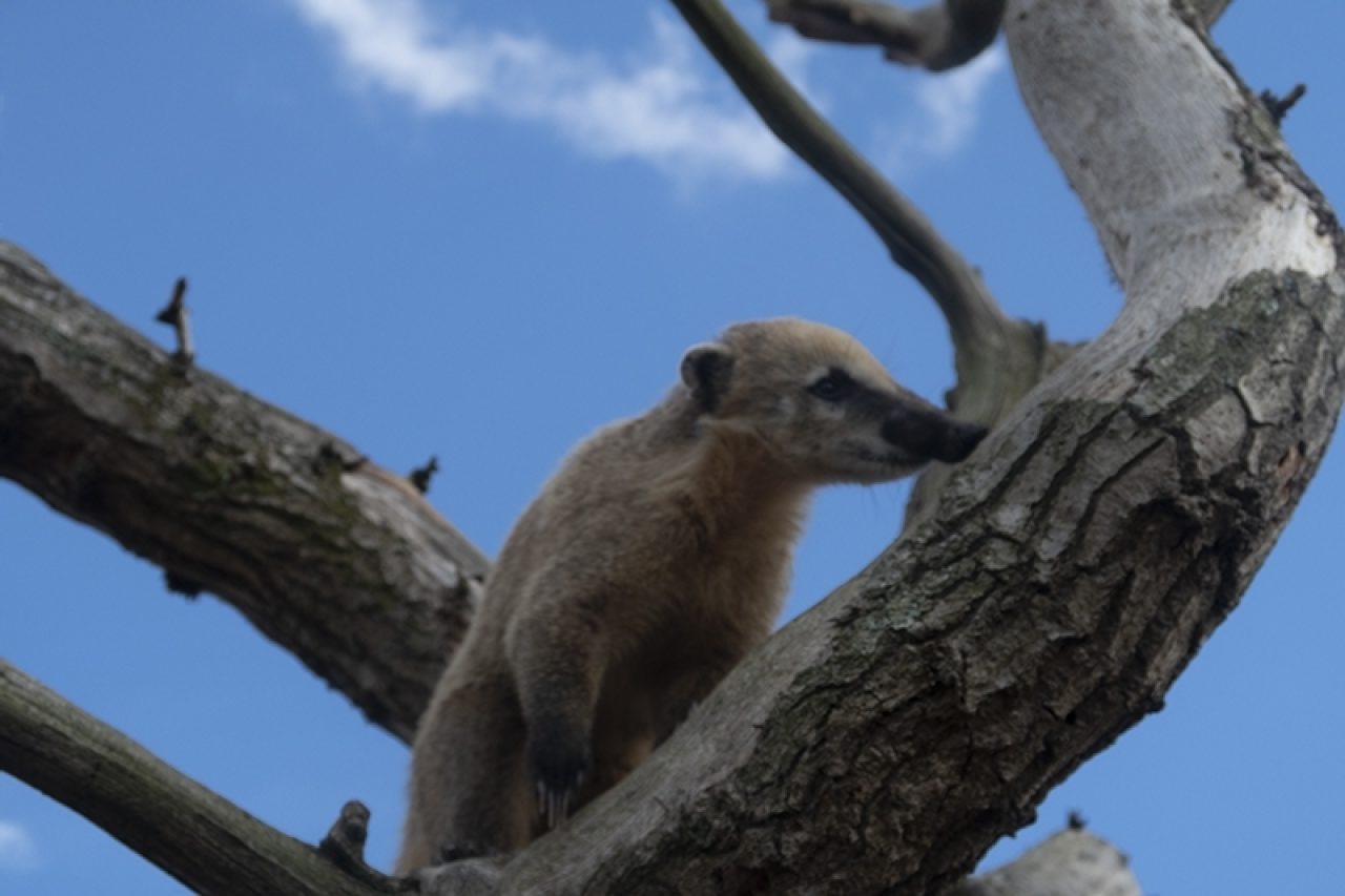 Best South American Coatis in South East | Best South American Coatis ...