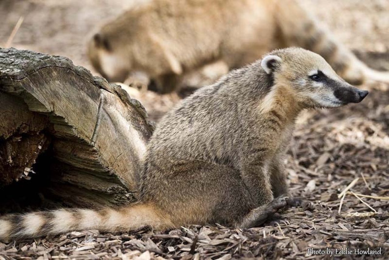 Best South American Coatis in South East | Best South American Coatis ...