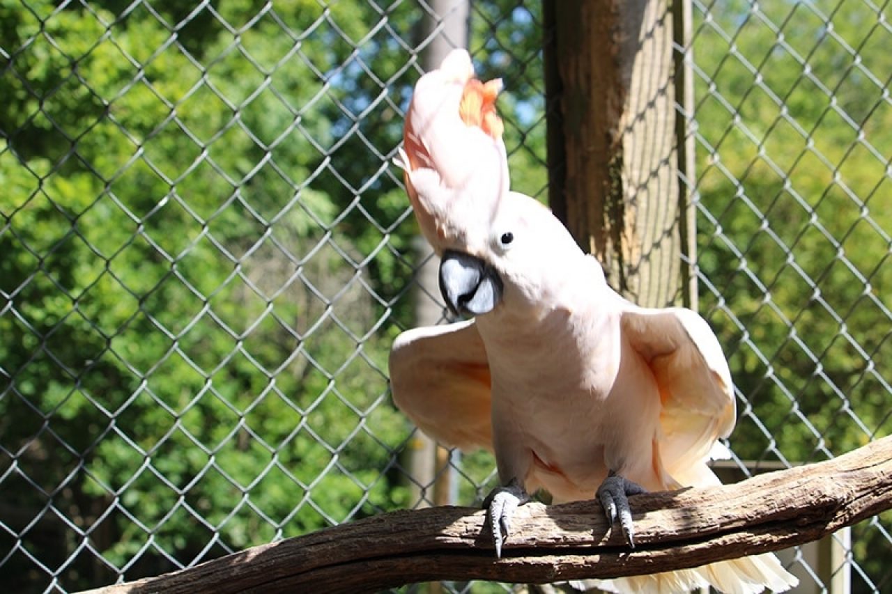 Best Moluccan Cockatoo in South East | Best Moluccan Cockatoo in East ...