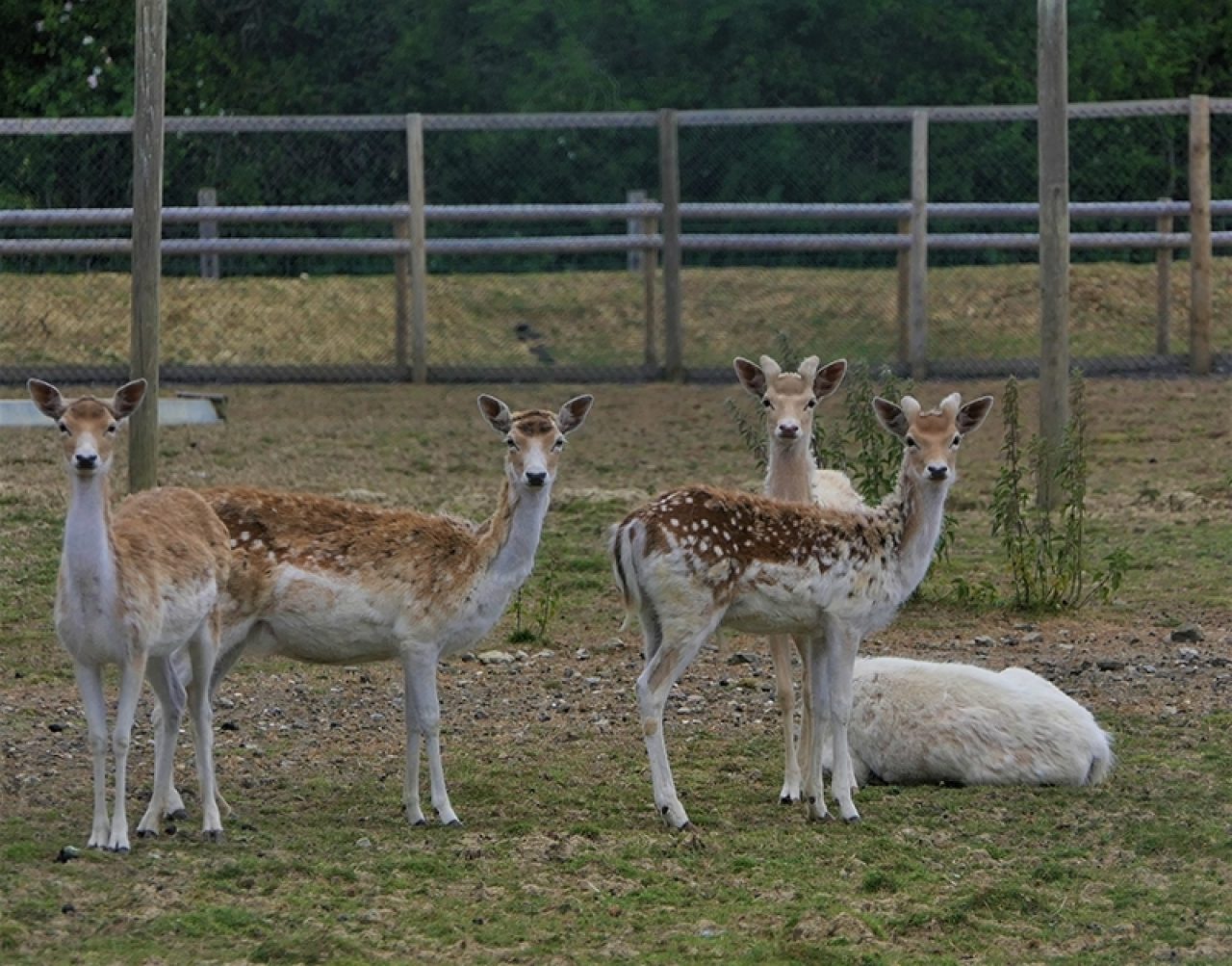 Best Fallow Deer in South East | Best Fallow Deer in East Sussex ...