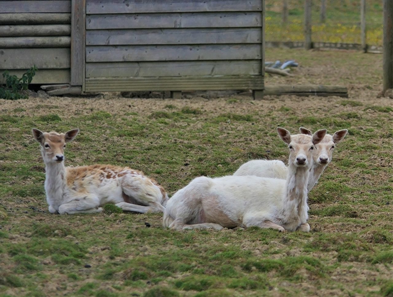 Best Fallow Deer in South East | Best Fallow Deer in East Sussex ...