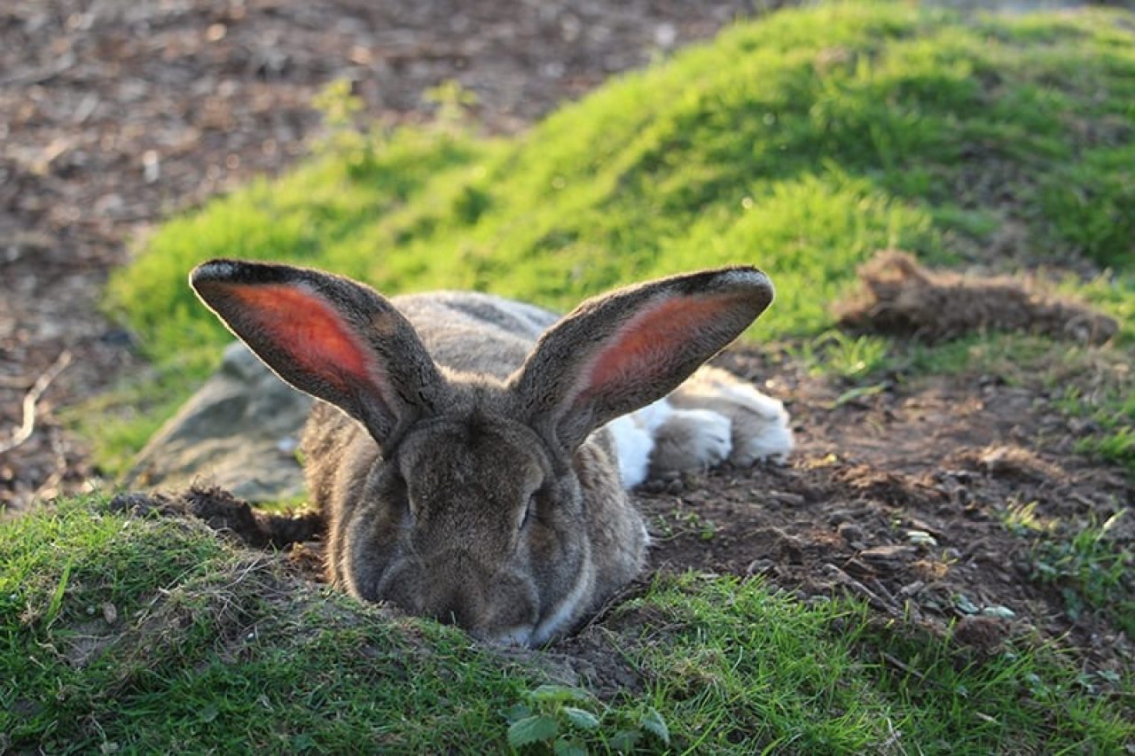 Best Continental Giant Rabbit in South East | Best Continental Giant ...