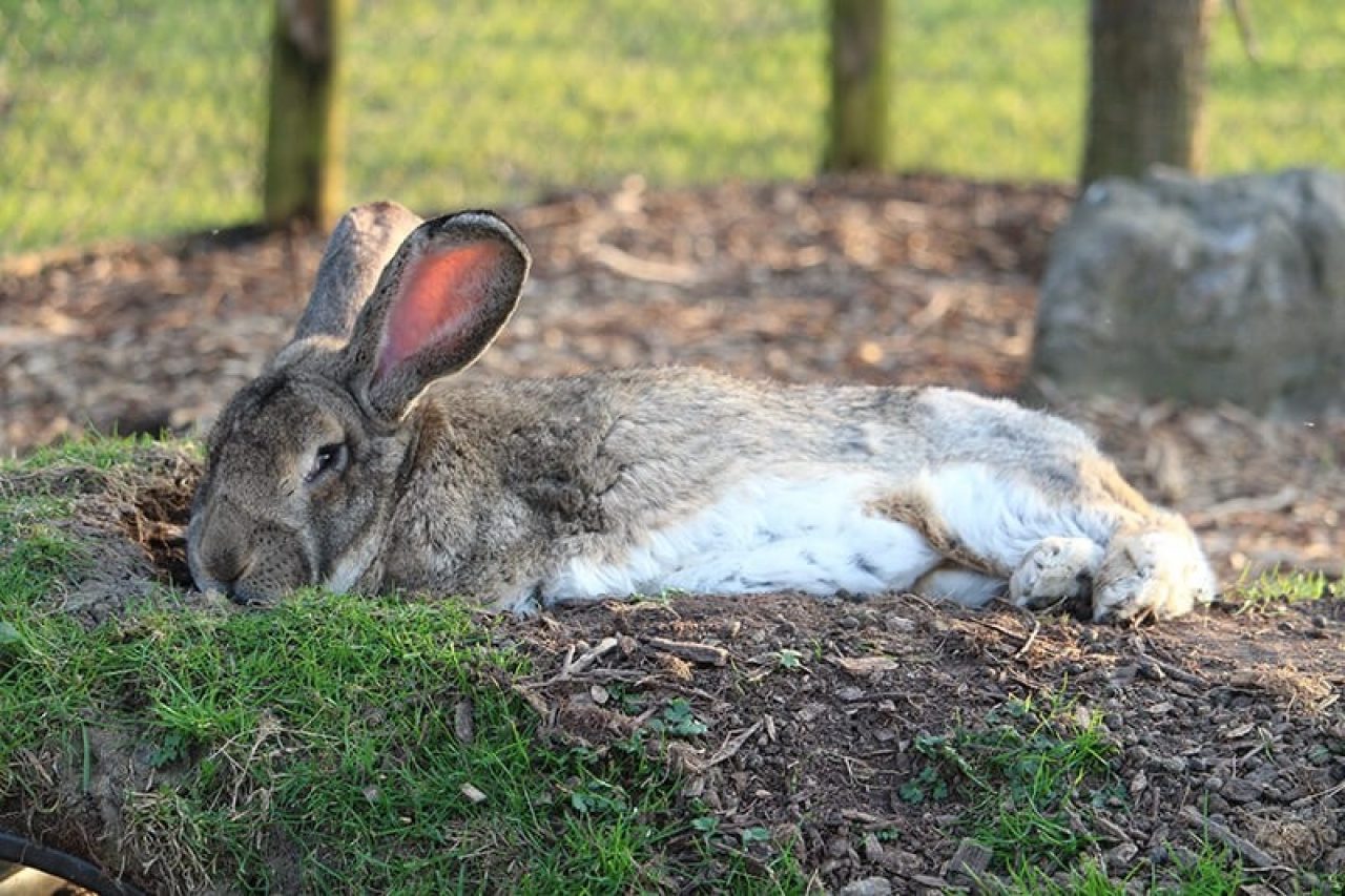 Best Continental Giant Rabbit in South East | Best Continental Giant ...