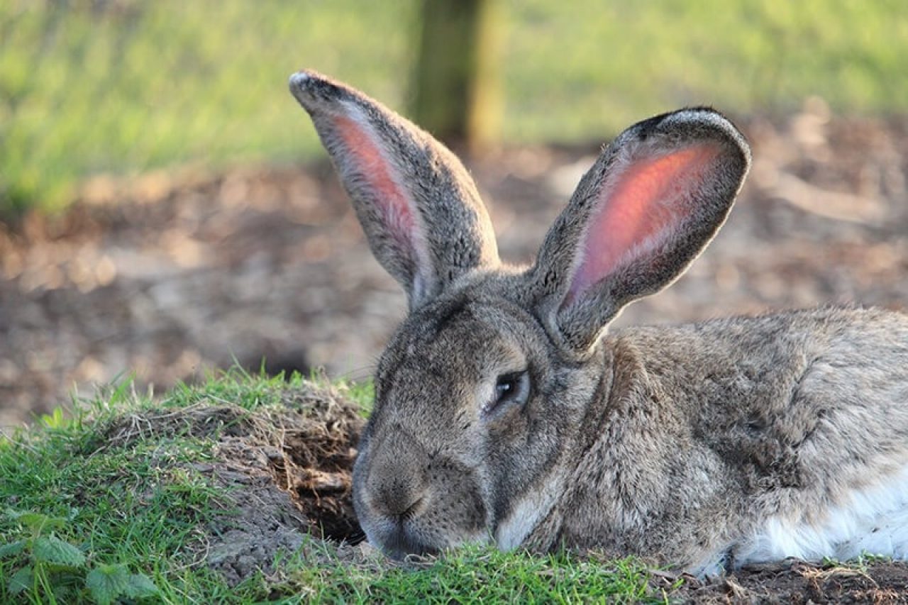 Best Continental Giant Rabbit in South East | Best Continental Giant ...