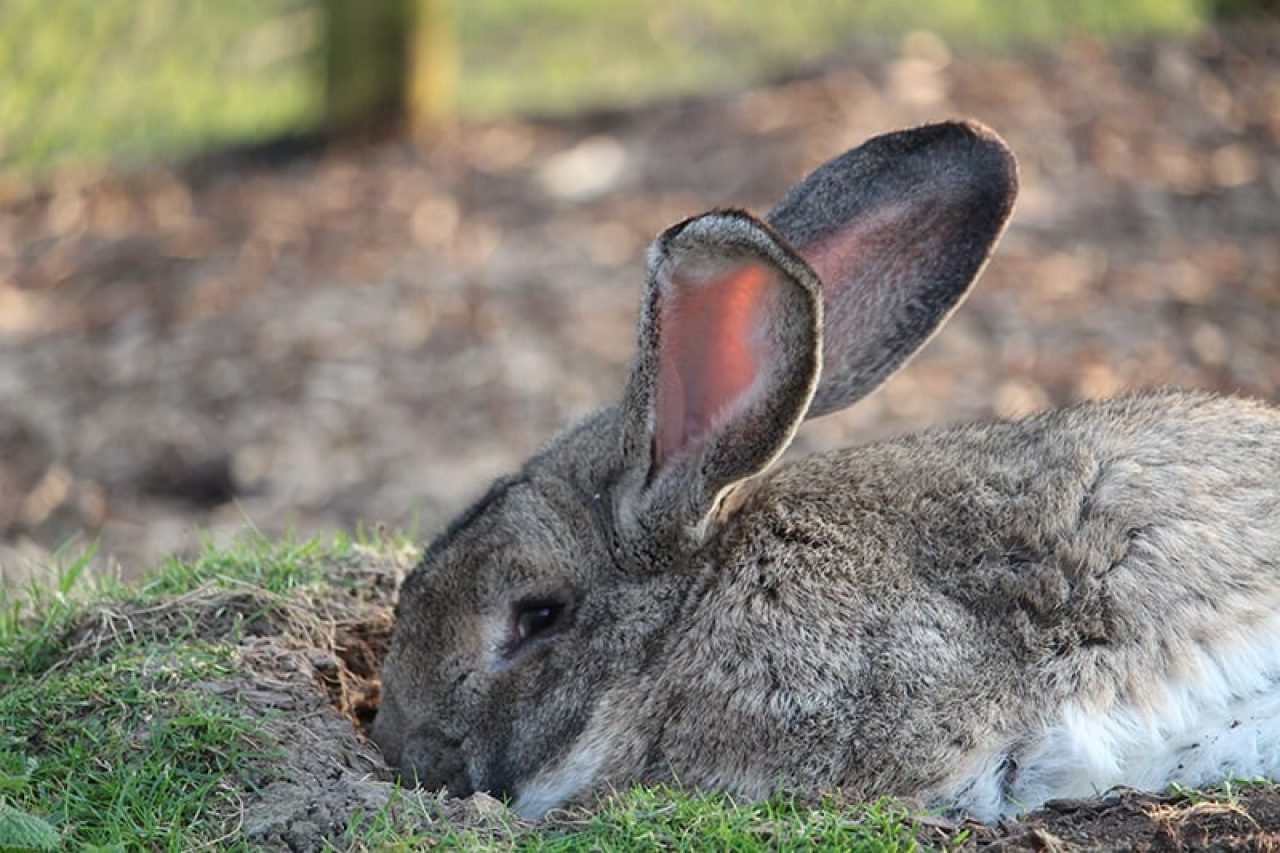 Best Continental Giant Rabbit in South East | Best Continental Giant ...
