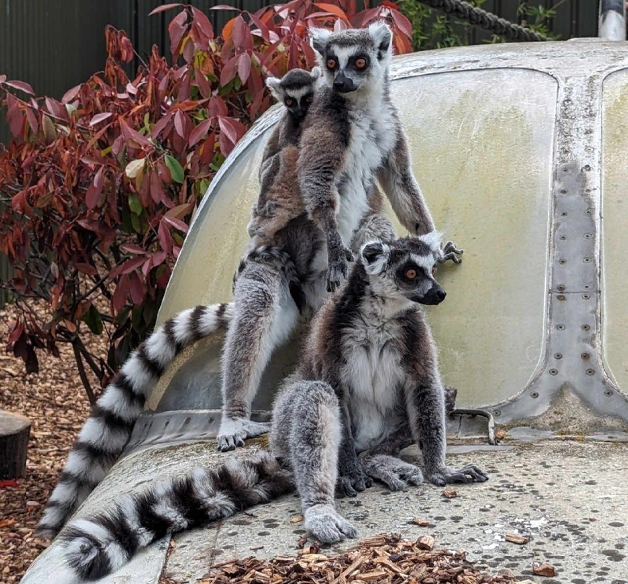 Price & Book | Knockhatch Adventure Park - Knockhatch Adventure Park