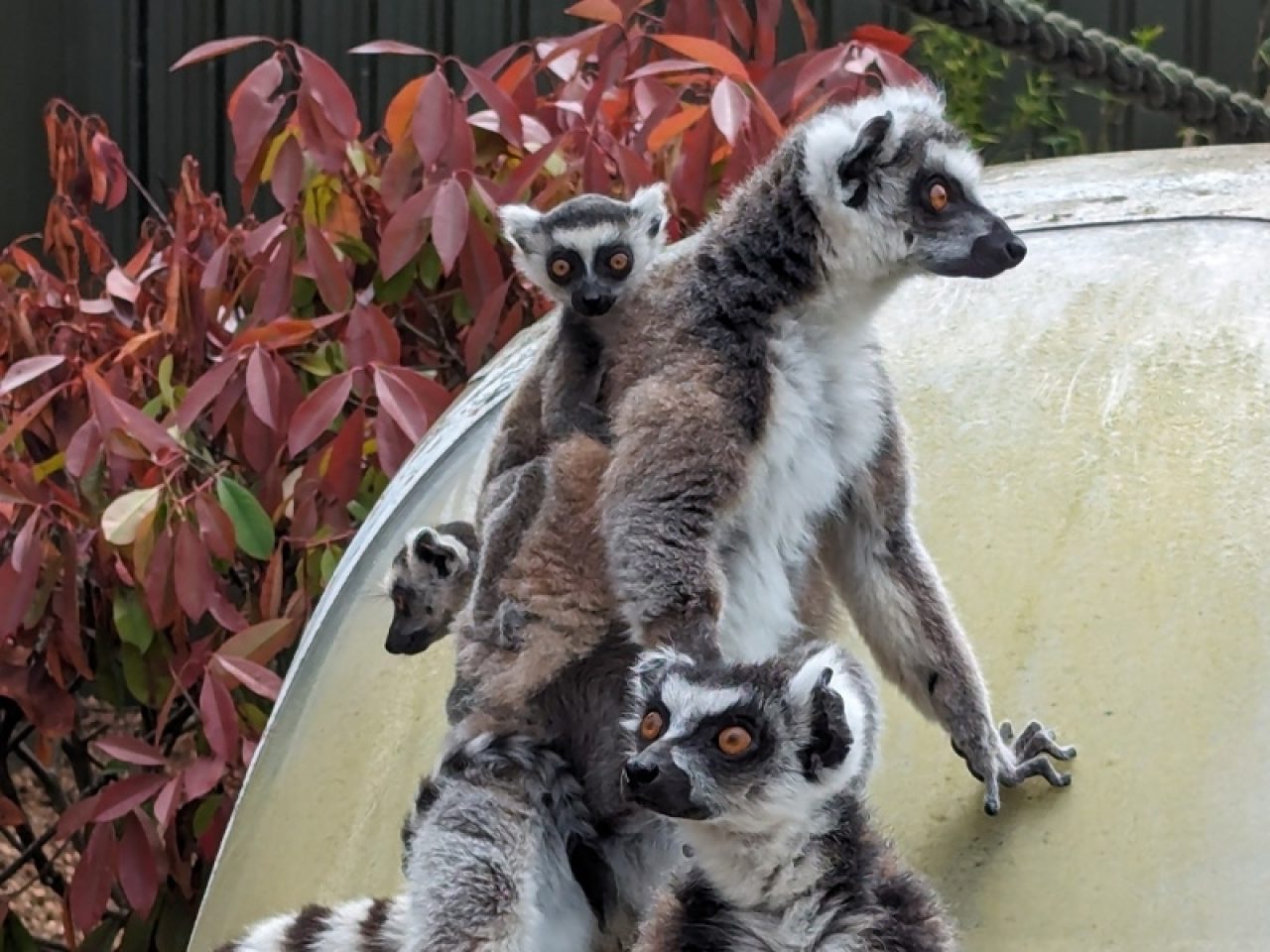 Animals | Knockhatch Adventure Park - Knockhatch Adventure Park