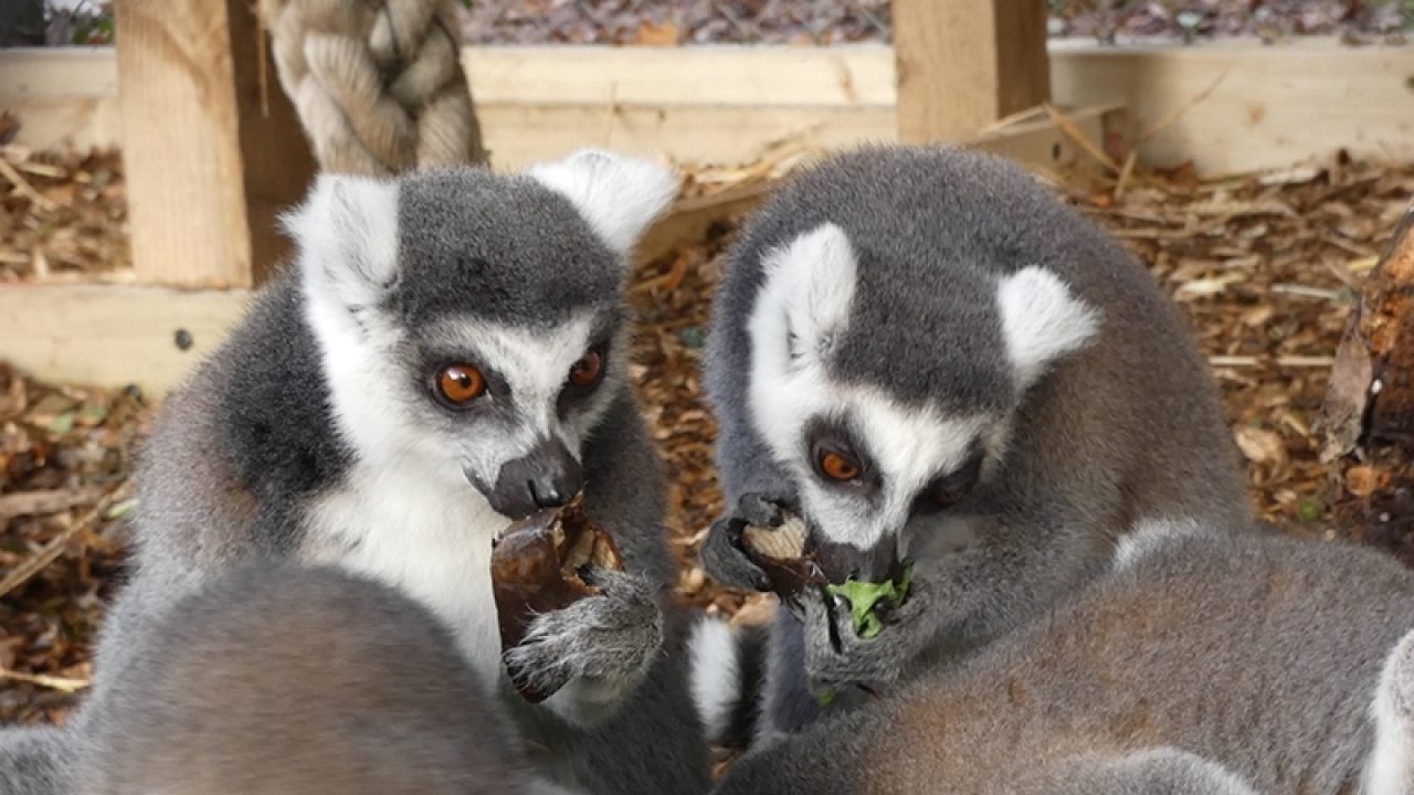 Ring Tailed Lemurs - Knockhatch Adventure Park