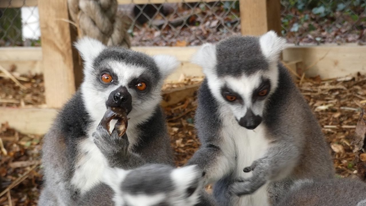 Ring Tailed Lemurs - Knockhatch Adventure Park