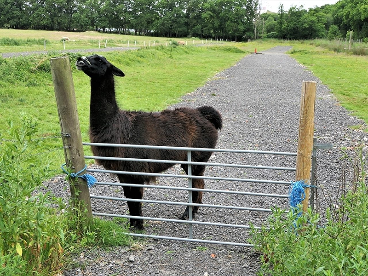 Best Llamas in South East | Best Llamas in East Sussex | Knockhatch ...