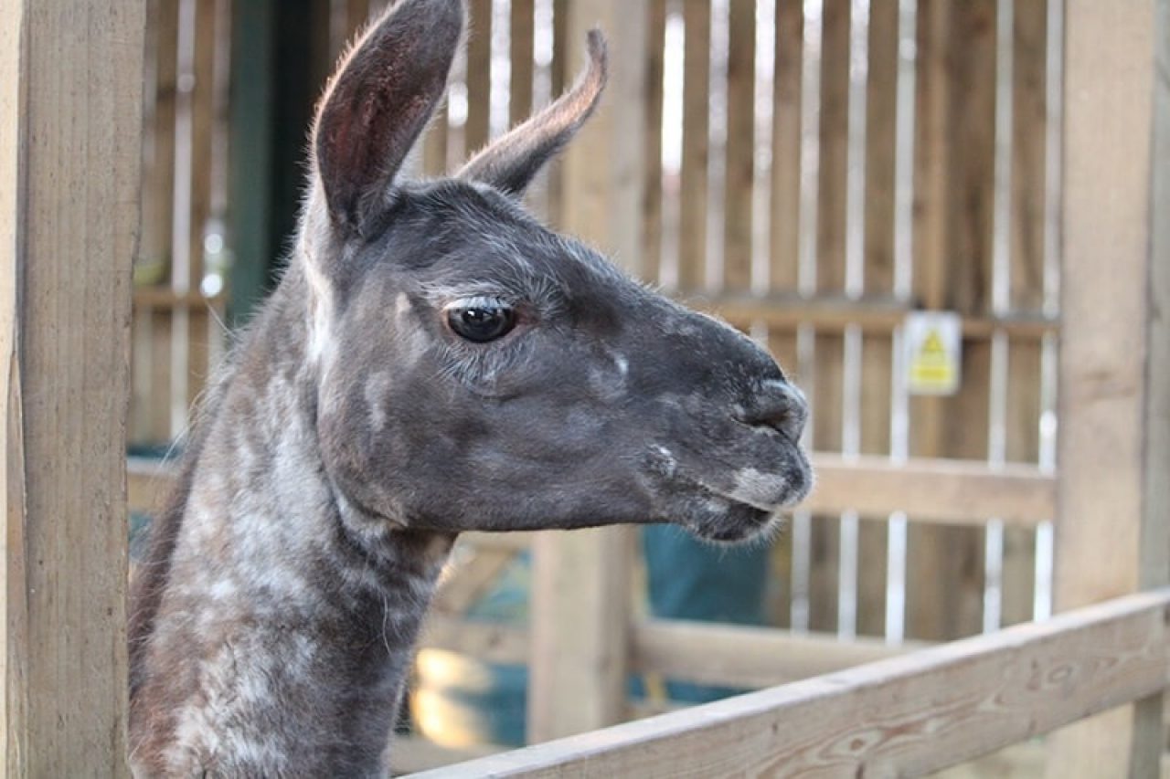 Animal Keeper Experience | Knockhatch Adventure Park - Knockhatch ...