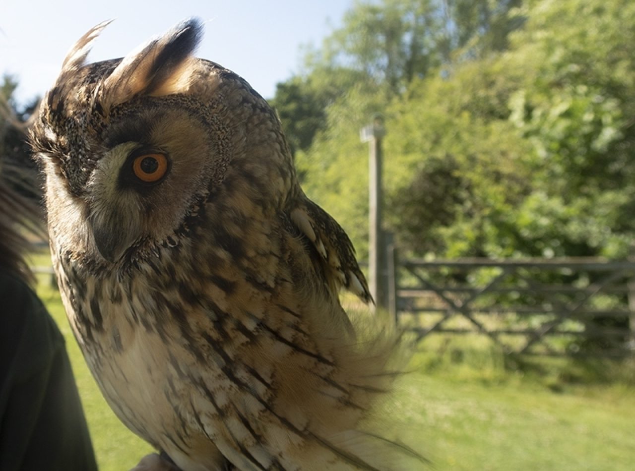 Best Owls in Eastbourne | Best Owls in East Sussex | Knockhatch ...