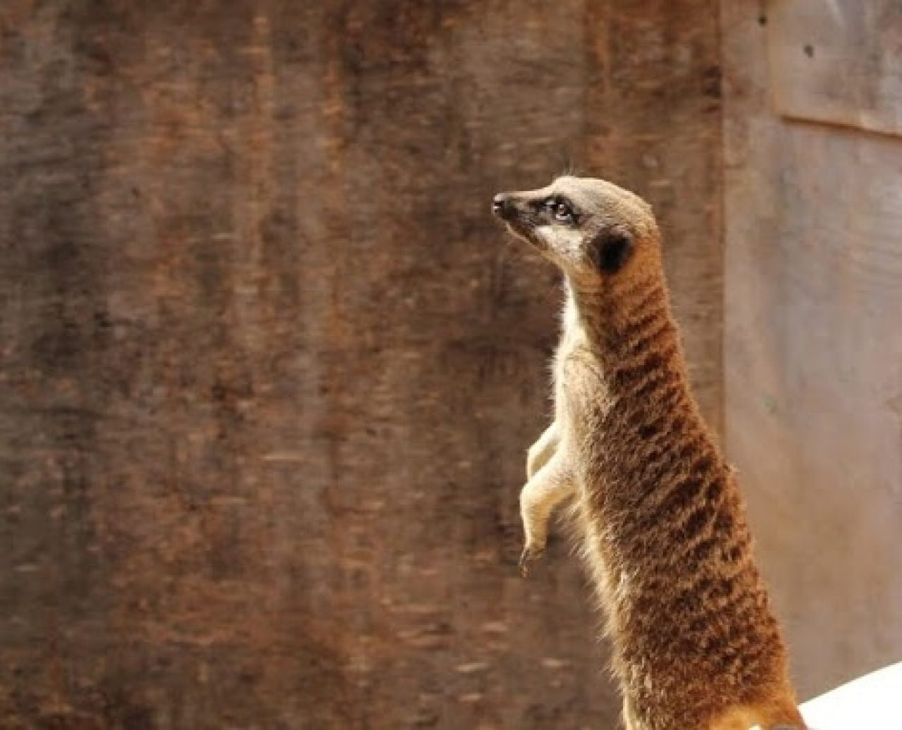 Best Meerkat Experience in South East | Best Meerkat Experience in East ...