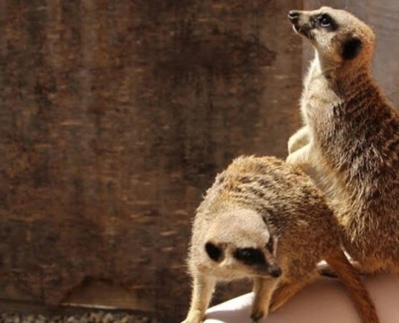 Best Meerkats in South East | Best Meerkats in East Sussex | Knockhatch ...