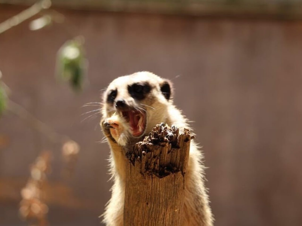 Best Meerkat Experience in South East | Best Meerkat Experience in East ...