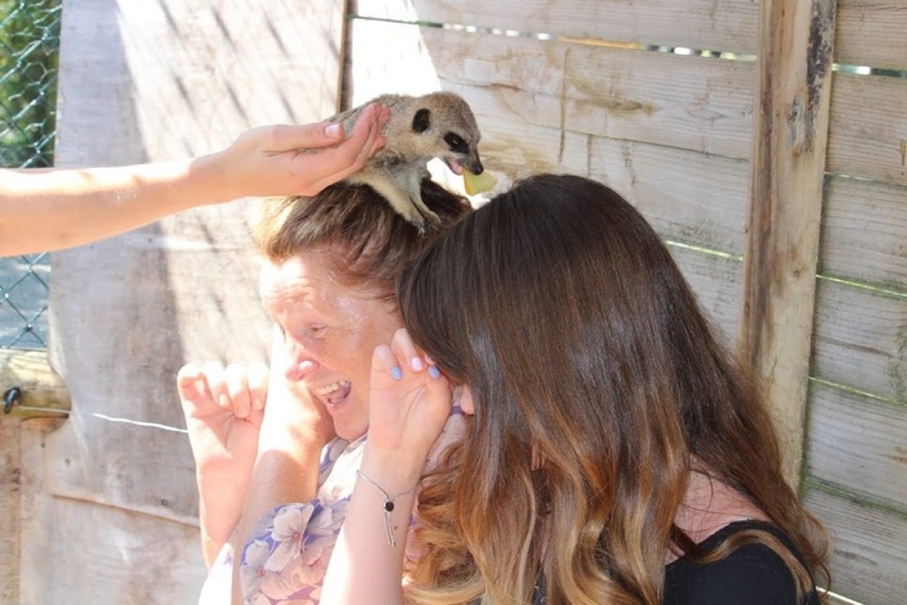 Best Meerkat Experience in South East | Best Meerkat Experience in East ...
