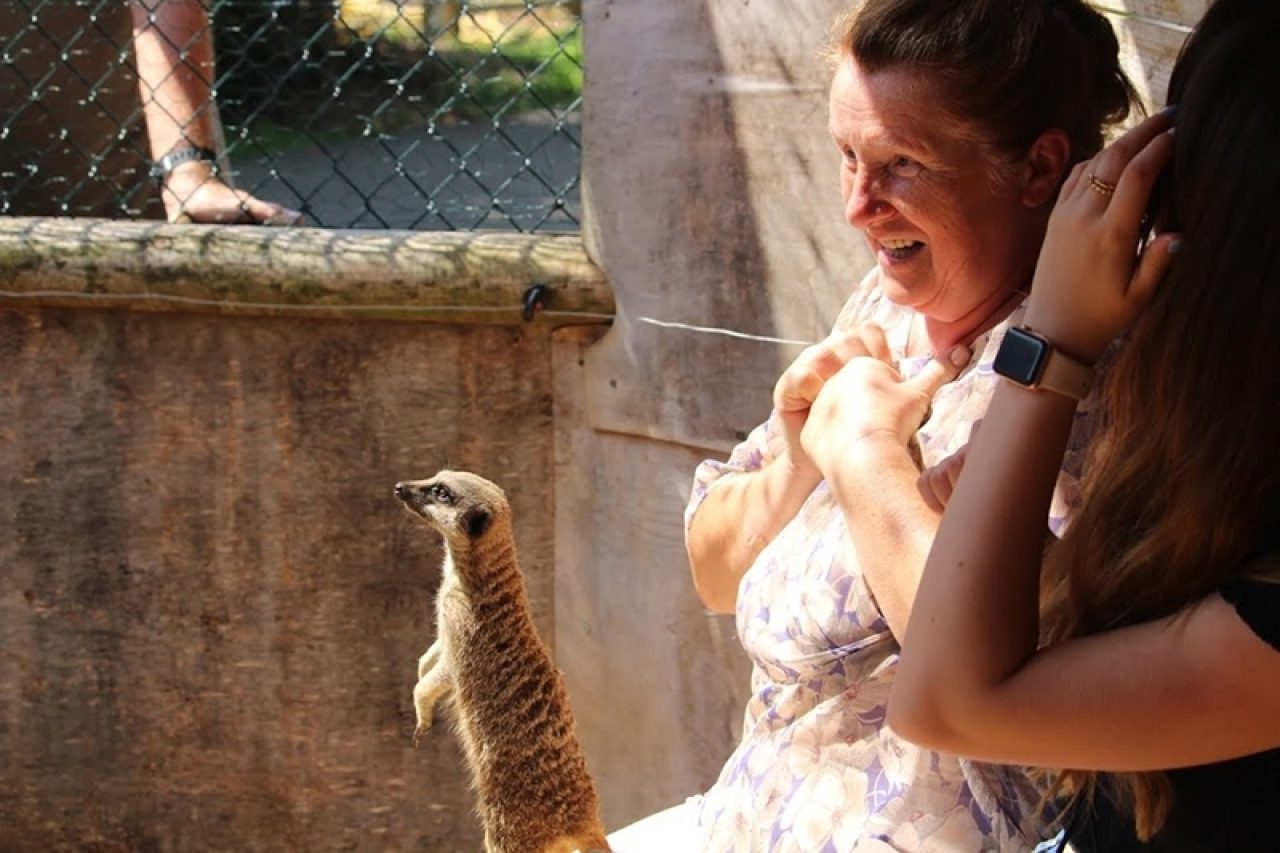 Best Meerkat Experience in South East | Best Meerkat Experience in East ...