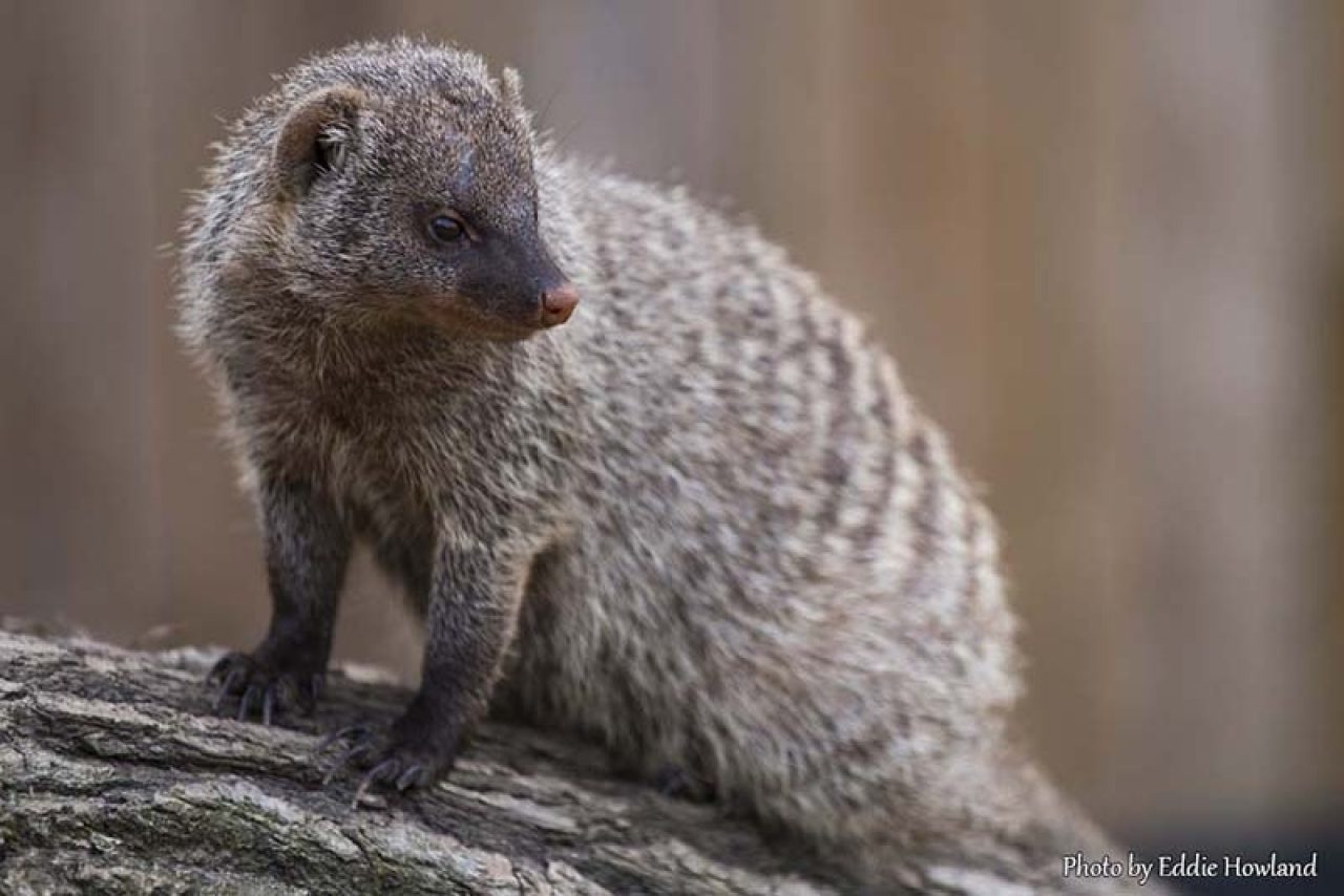 Best South American Coatis in South East | Best South American Coatis ...
