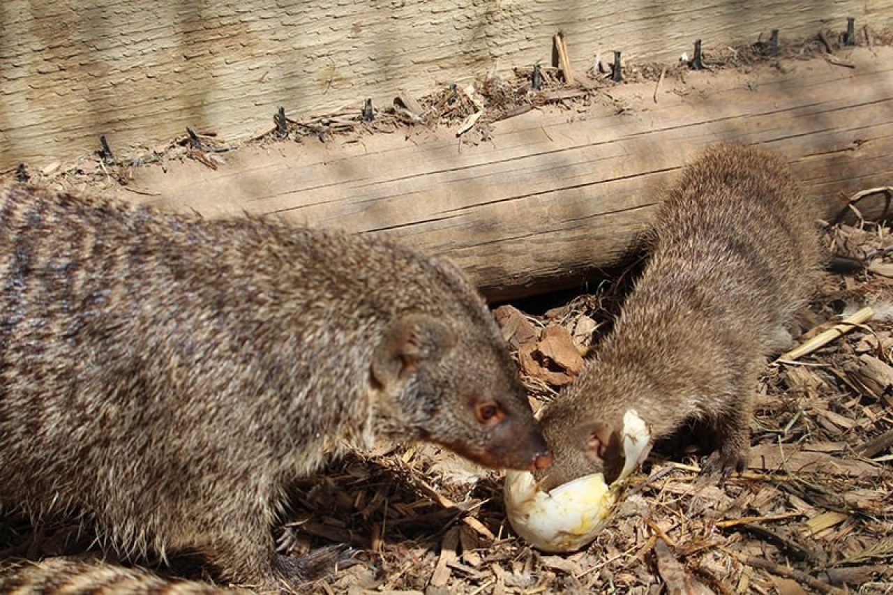 Zoo Feeds - Knockhatch Adventure Park