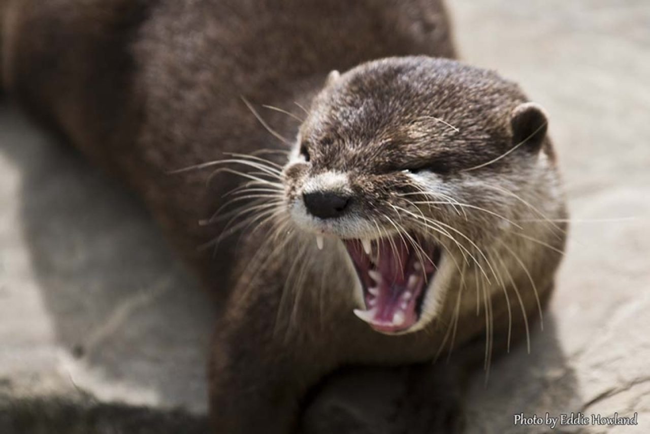 Small-Clawed Asian Otters in South East | Small-Clawed Asian Otters in ...