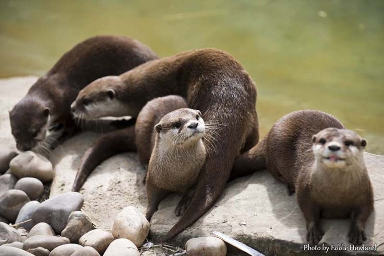 Small-Clawed Asian Otters in South East | Small-Clawed Asian Otters in ...